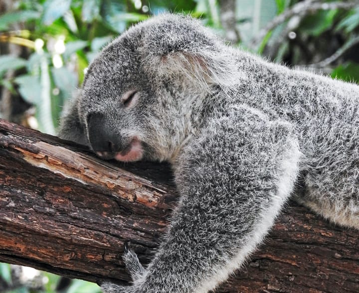 Best Cannabis Strains for Sleep | Cannabis for Sleep Managment